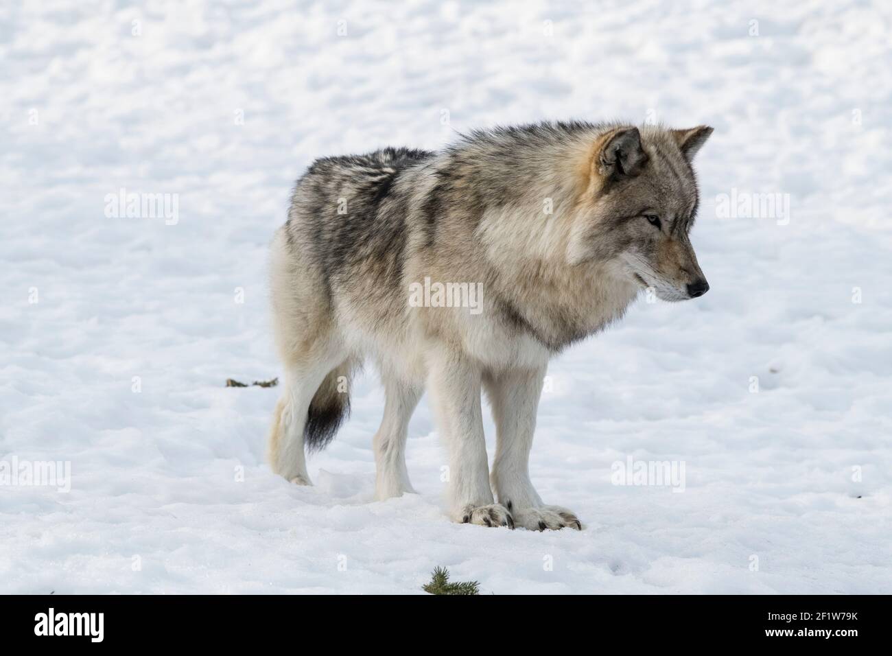 Gray Wolf (Canis lupus) in Winter, shot at Ecomuseum, Zoological park ...