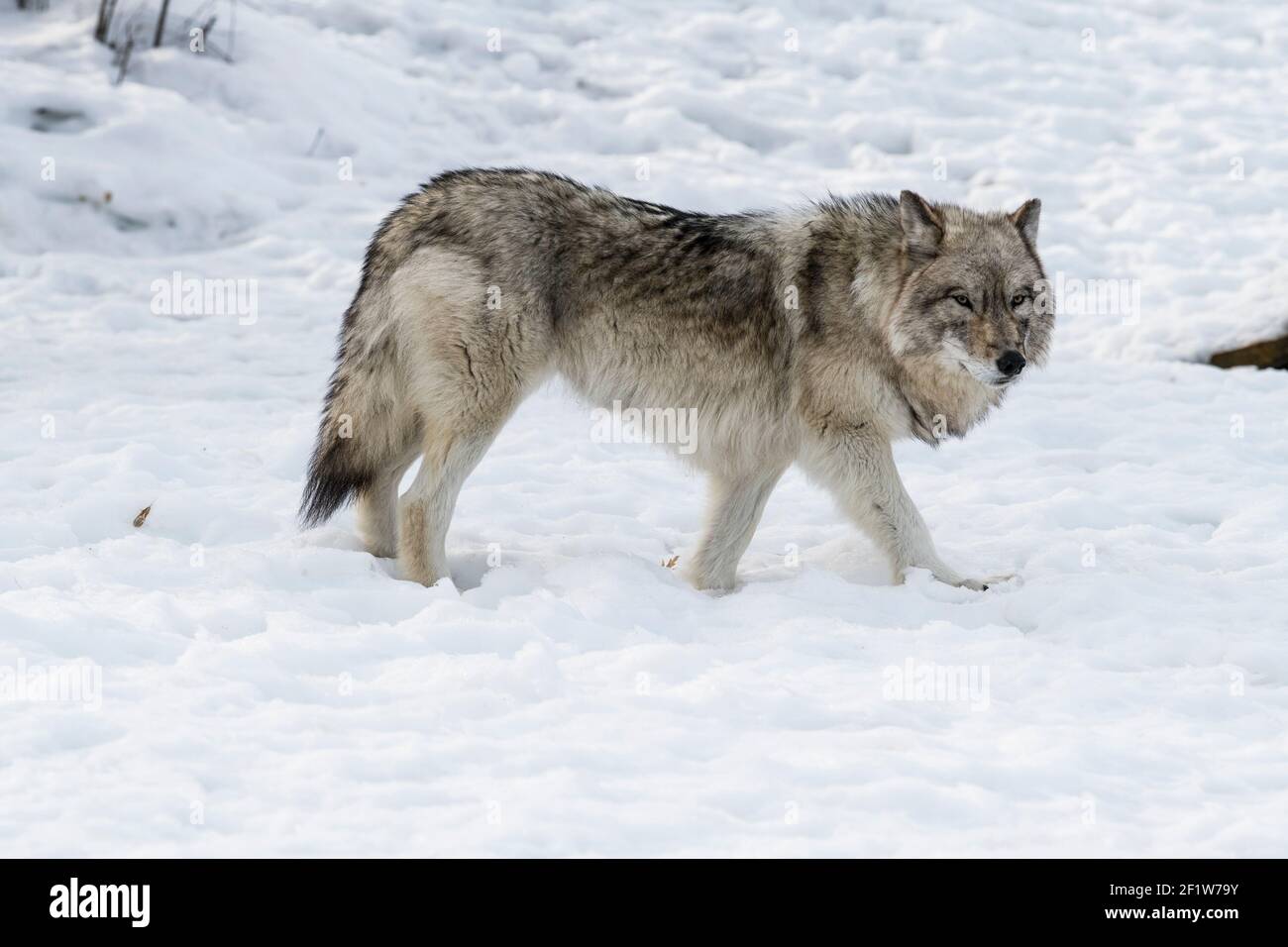 Gray Wolf (Canis lupus) in Winter, shot at Ecomuseum, Zoological park ...