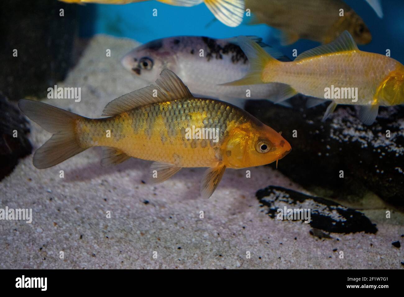 Colorful koi fish (japanese carp) in freshwater aquarium Stock Photo ...