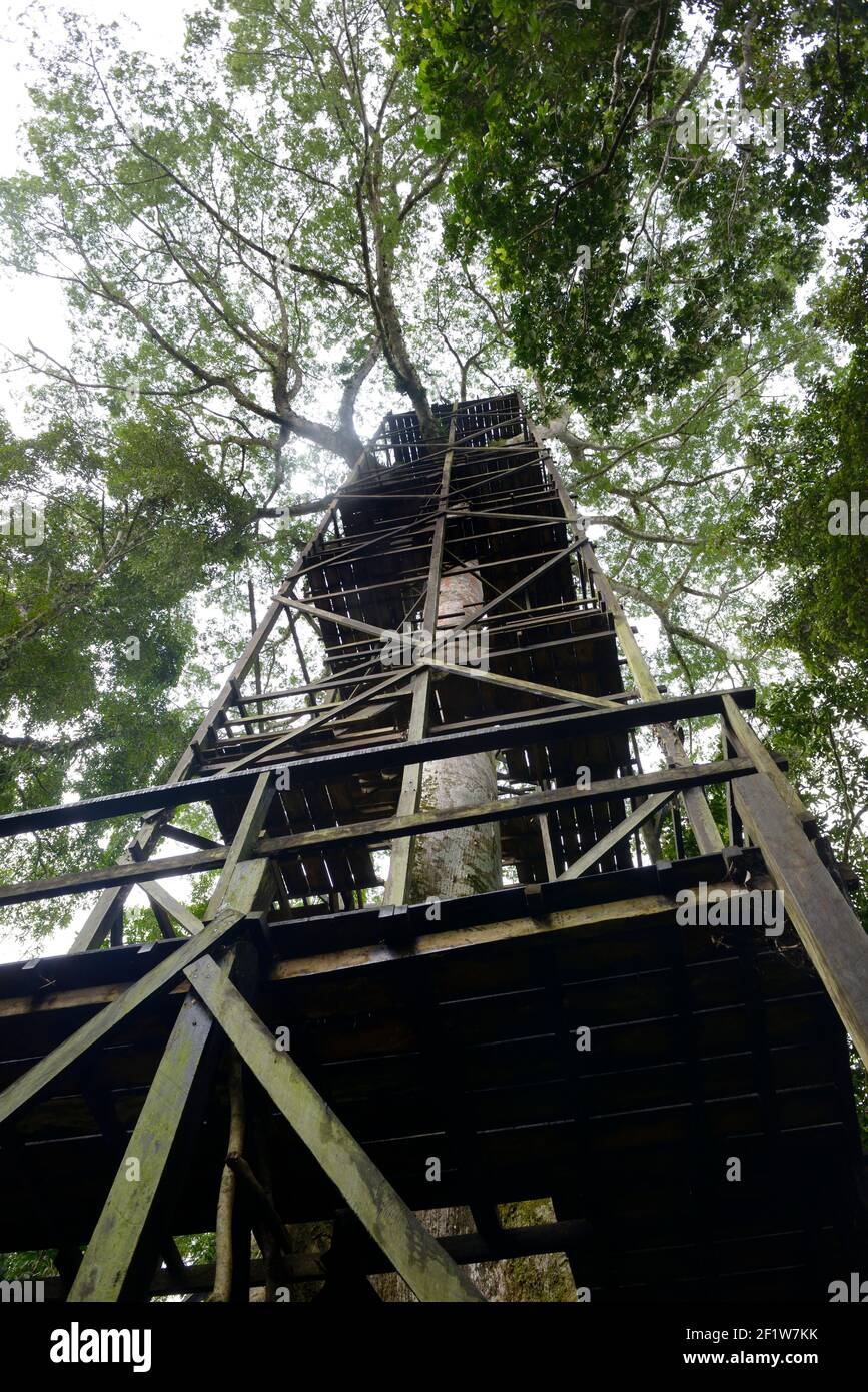 Jungle observation tower, La Selva Amazon Eco Lodge, Orellana, Ecuador ...