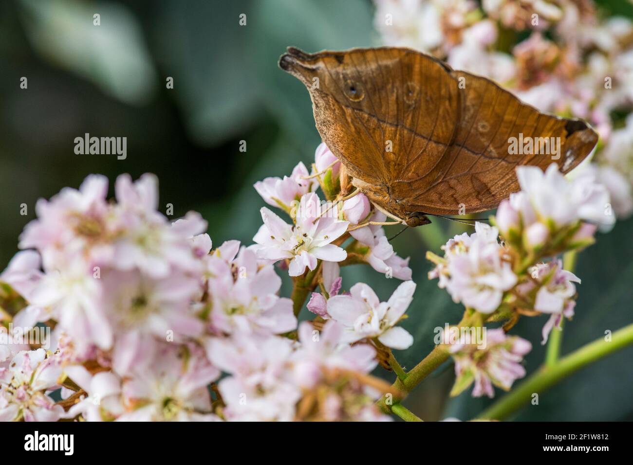 common Cruiser (Vindula sp. ) feeding on flowers, Botanical Gardens of ...