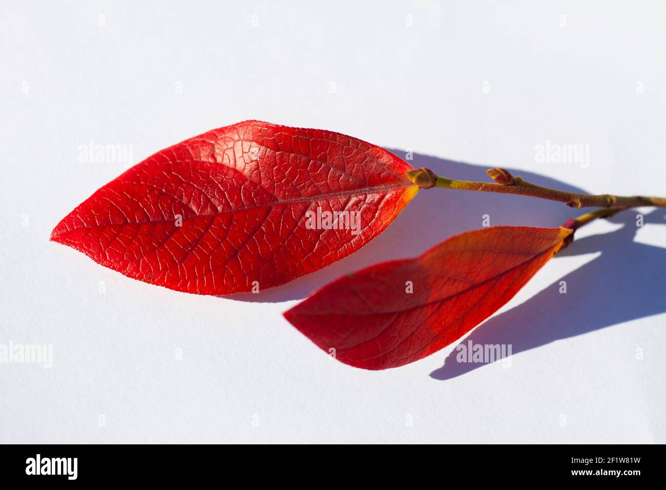Detailed blueberry hi-res stock photography and images - Alamy