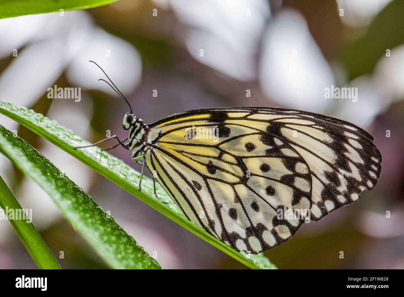 Owl Butterfly(Caligo sp.) on a tree, Botanical Gardens of Montreal ...