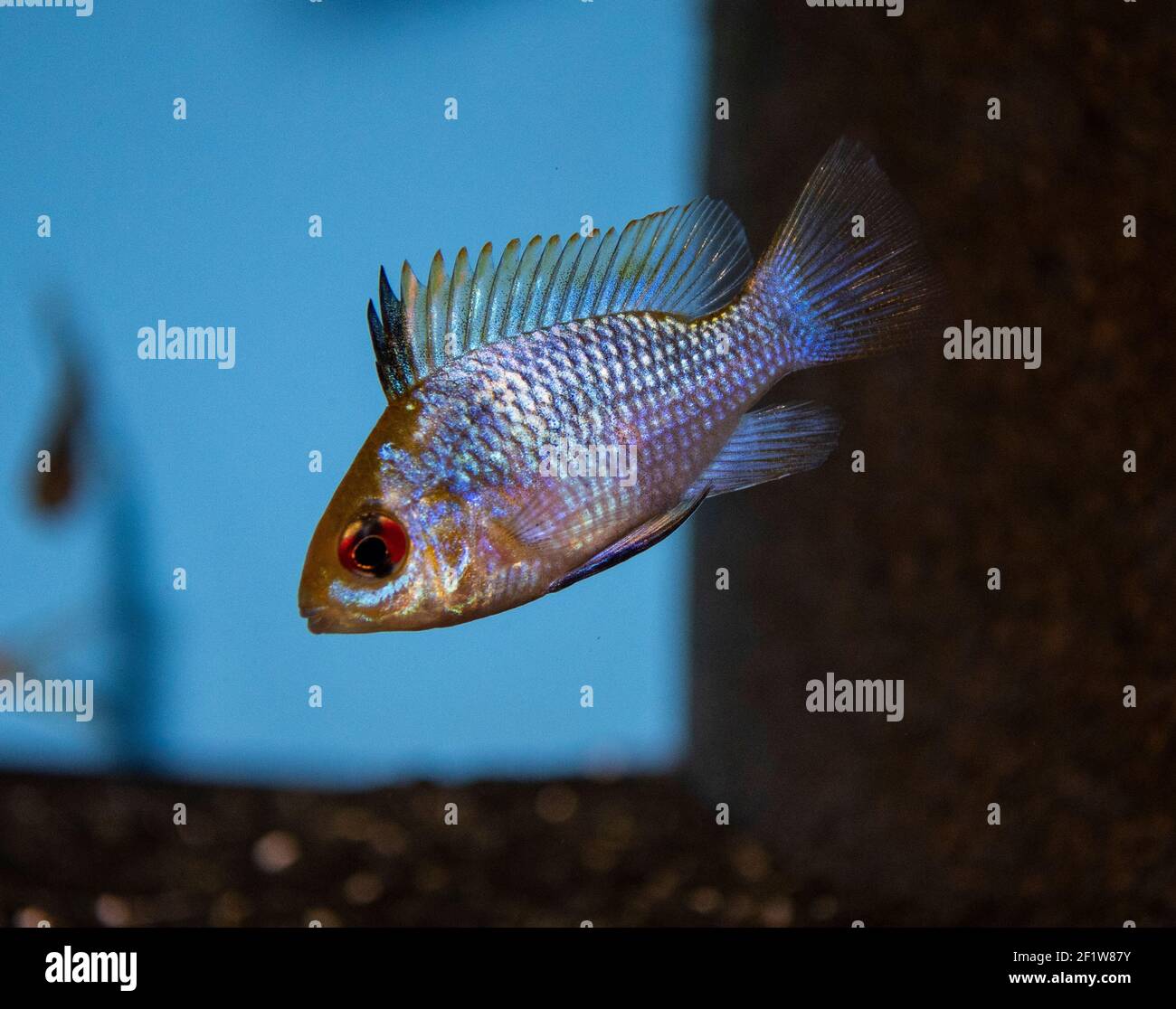 Ram Cichlid (Mikrogeophagus ramirezi) in tropical freshwater aquarium ...