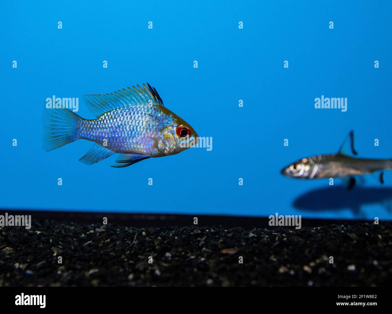 Ram Cichlid (Mikrogeophagus ramirezi) in tropical freshwater aquarium ...