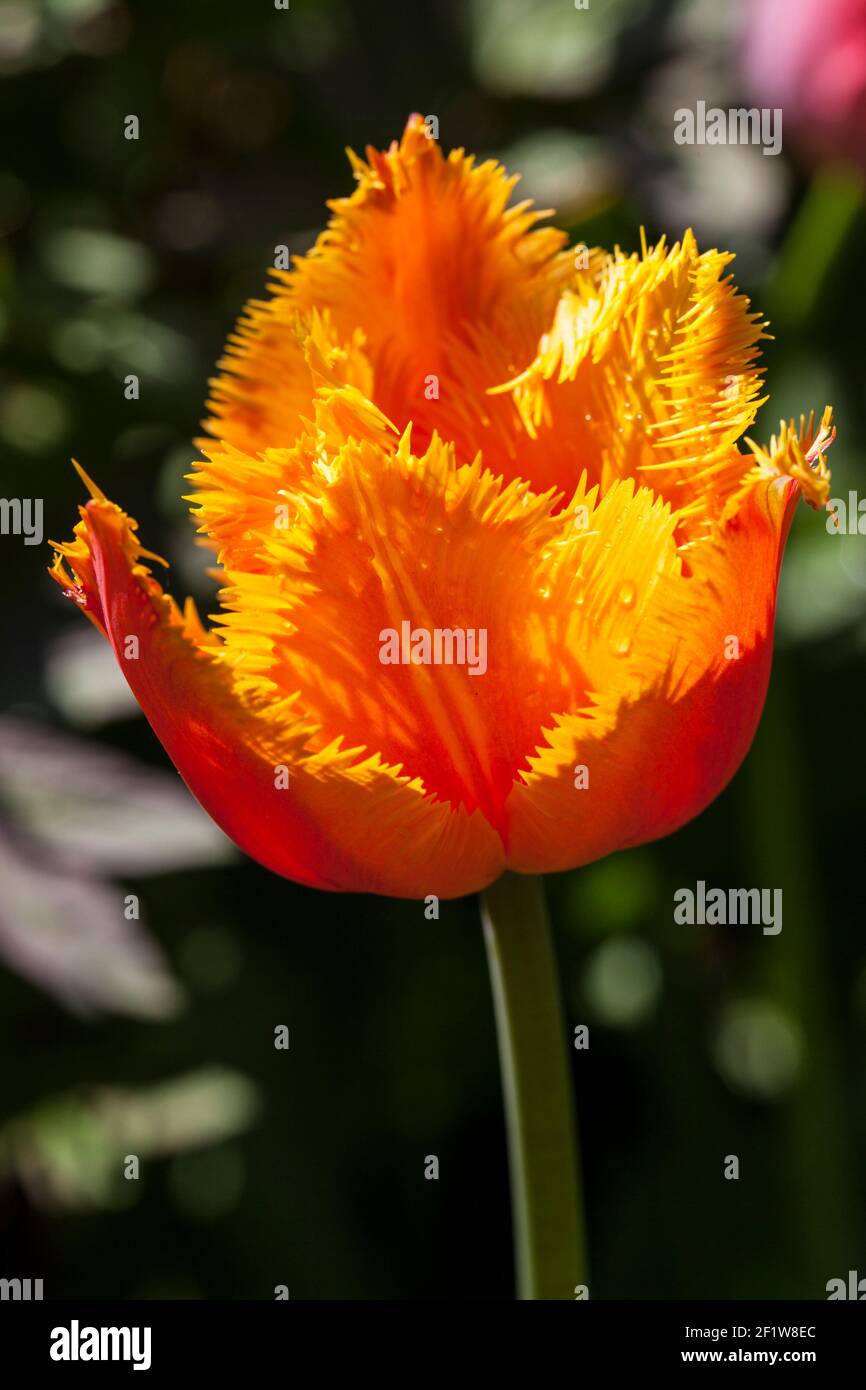 Orange Fringed Tulip( Fabio)(Tulipa), suburban garden, Pointe Claire ...