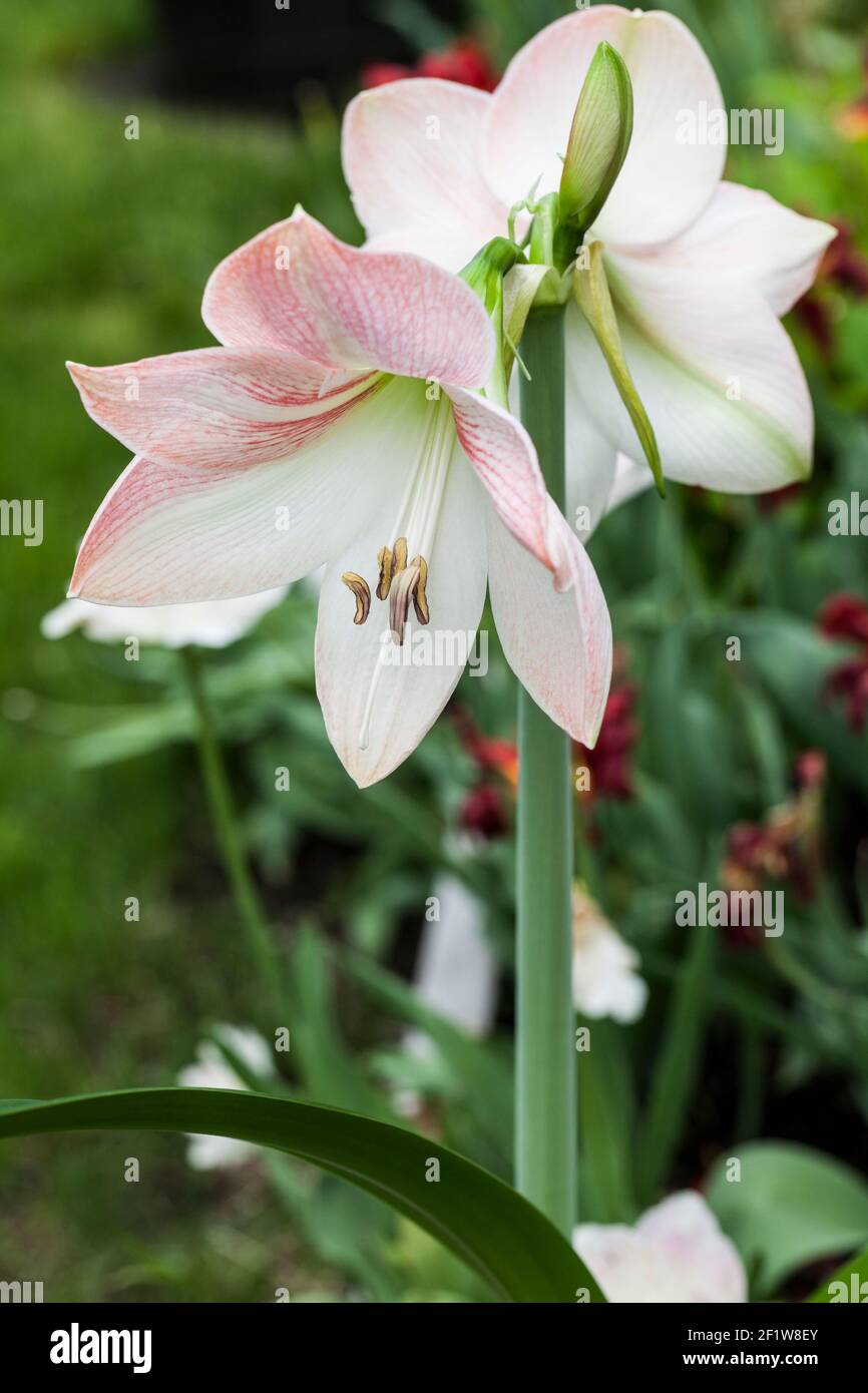 White asian lily hi-res stock photography and images - Alamy