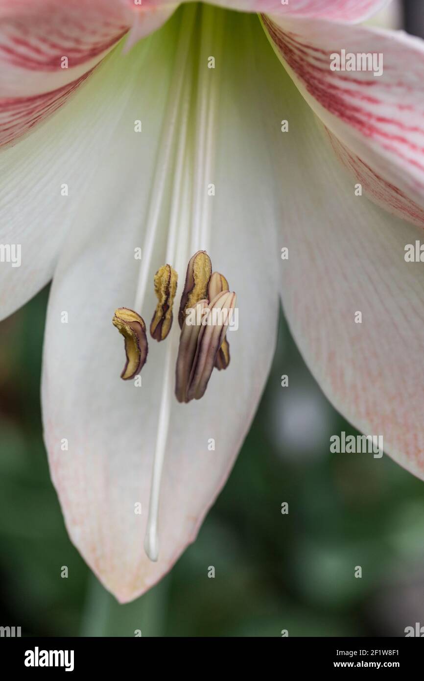 close-up shot os pink and White Asian Lily(Lilium) in suburban garden ...