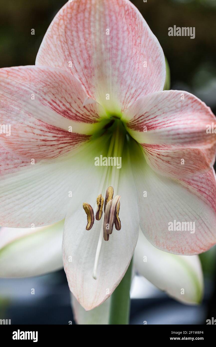 White asian lily hi-res stock photography and images - Alamy