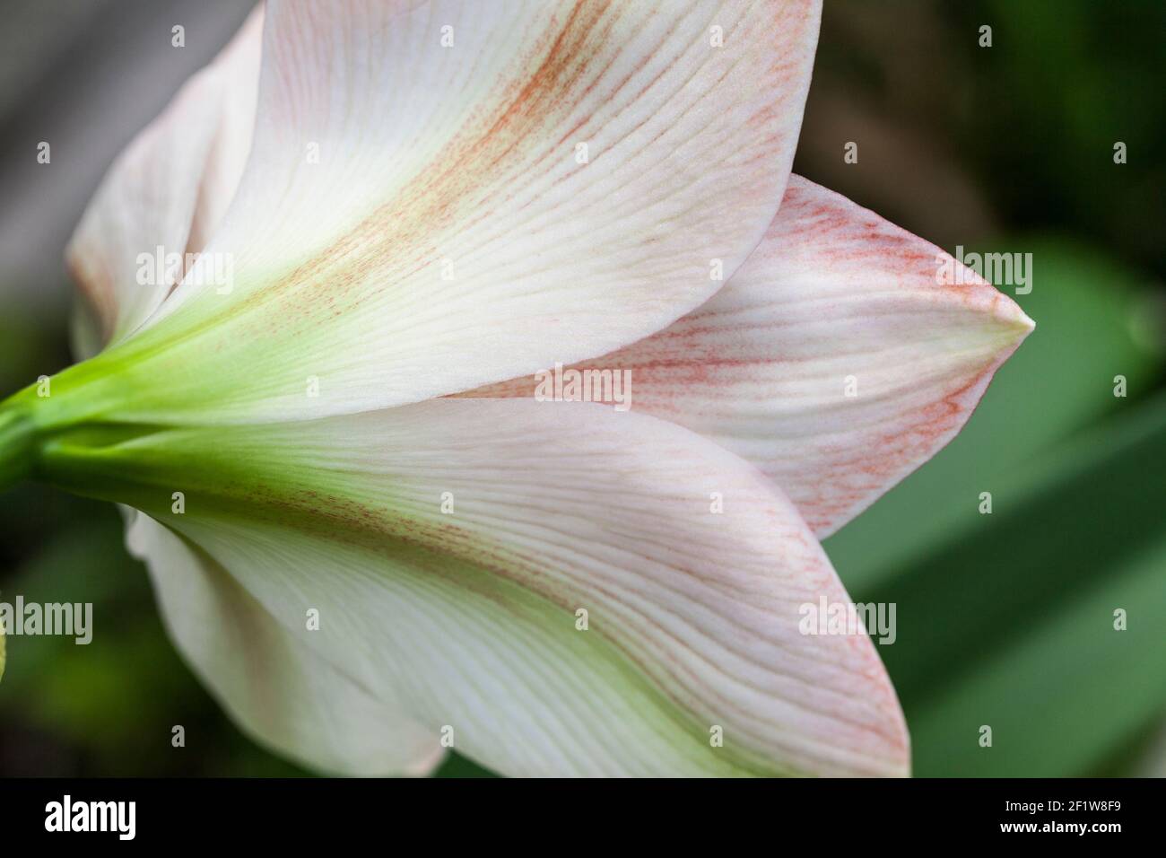 close-up shot os pink and White Asian Lily(Lilium) in suburban garden ...