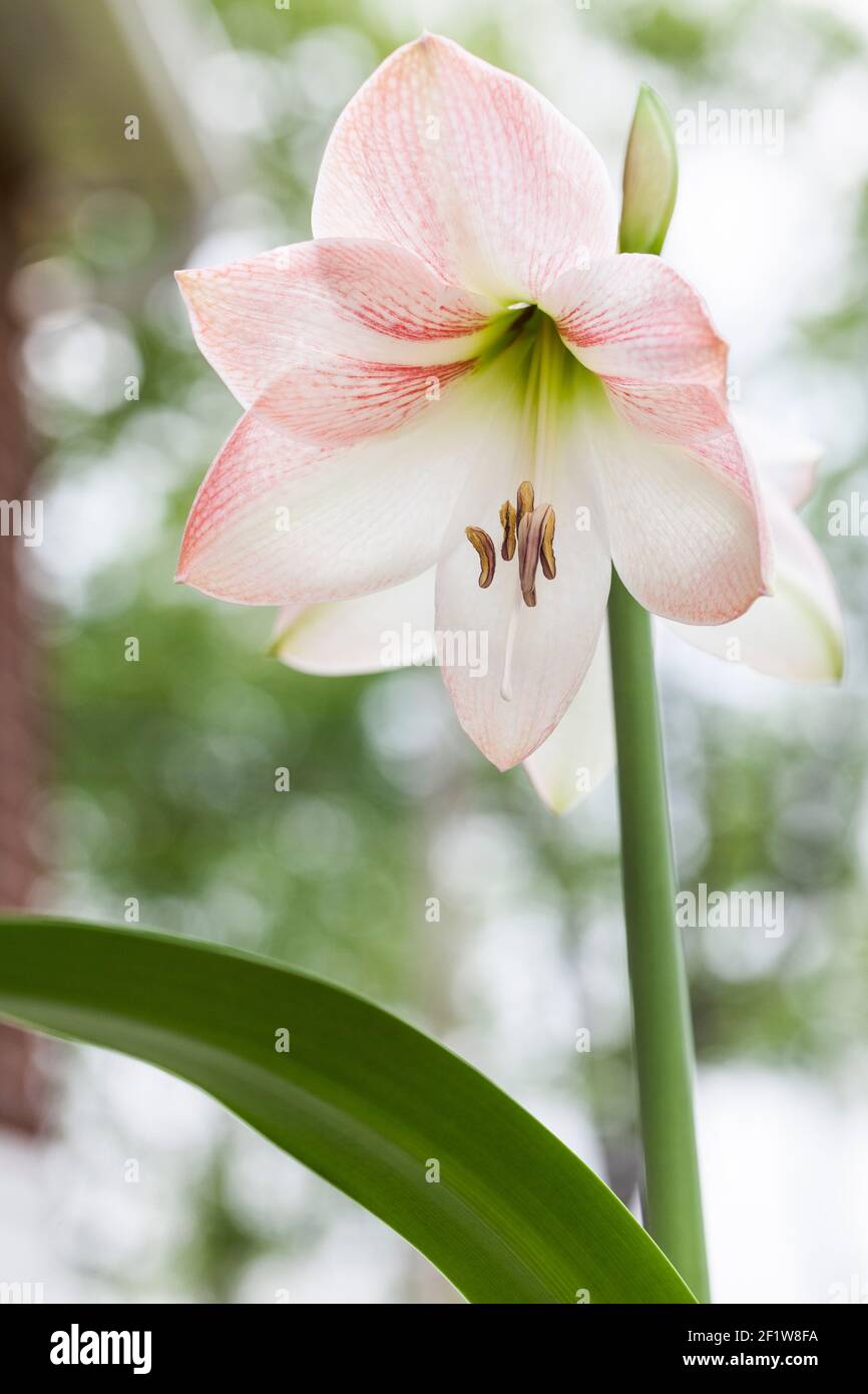 close-up shot os pink and White Asian Lily(Lilium) in suburban garden ...
