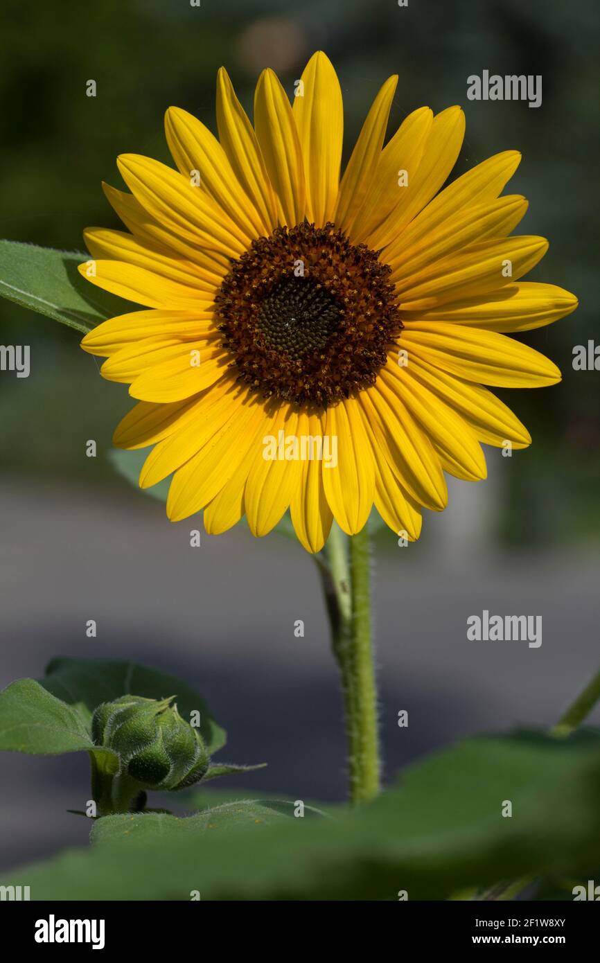 Single yellow mature bloom hi-res stock photography and images - Alamy
