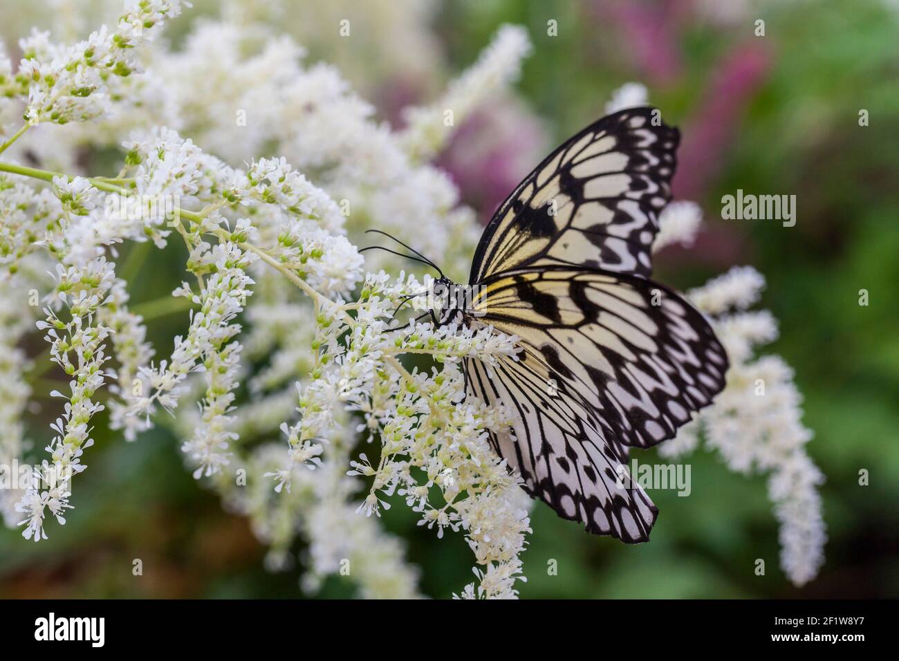 Ricepaper butterfly, Idea leuconoe, Botanical Gardens of Montreal ...
