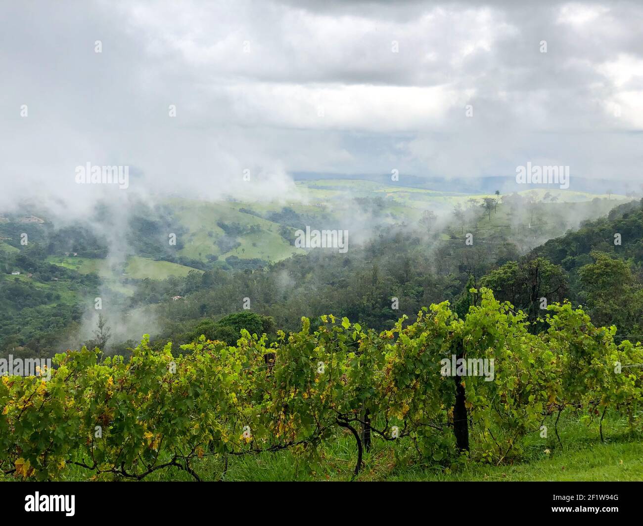 Vineyards in the mountain during cloudy raining season Stock Photo - Alamy
