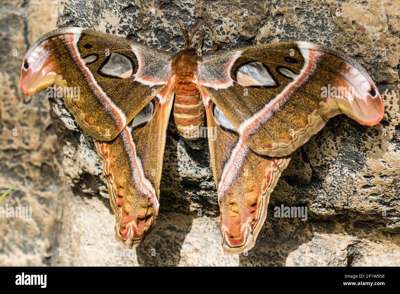 Cobra Moth (Attacus Atlas) on rock wall, Botanical Gardens of Montreal ...