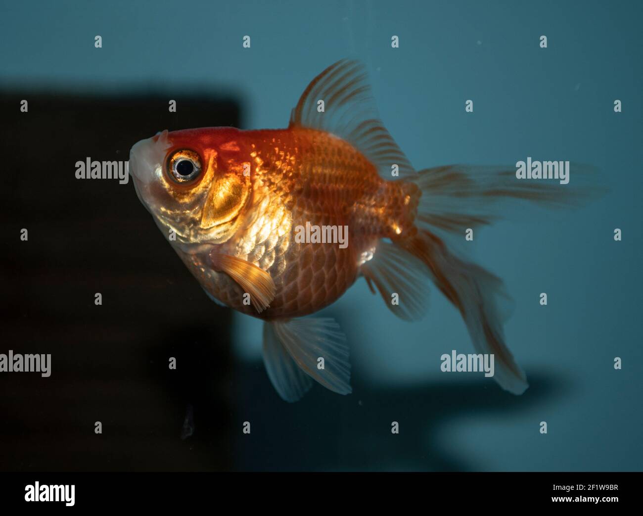 Goldfish (carassius auratus) in a freshwater aquarium Stock Photo - Alamy