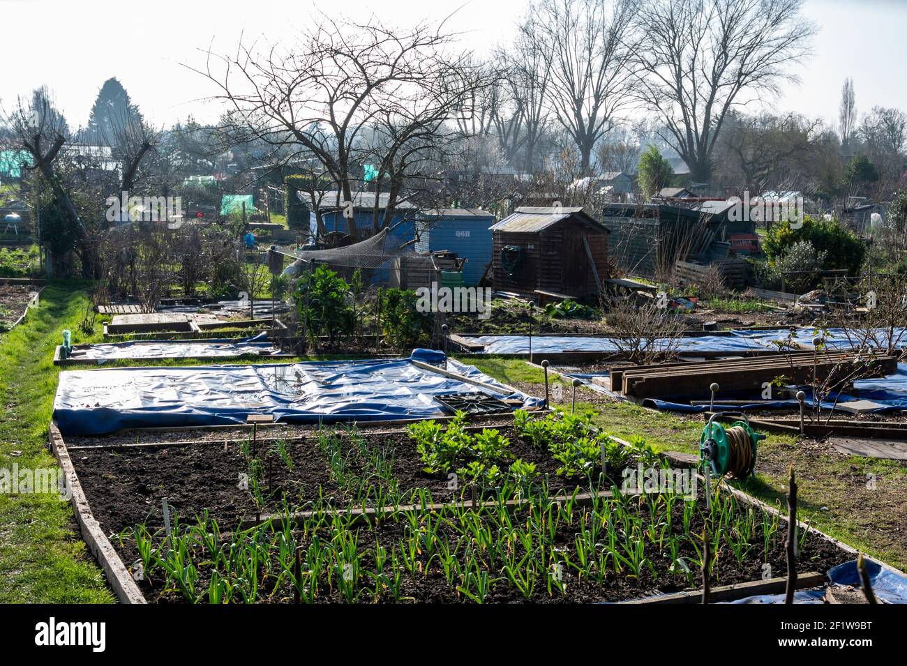View across an allotment site in early spring with raised beds ...