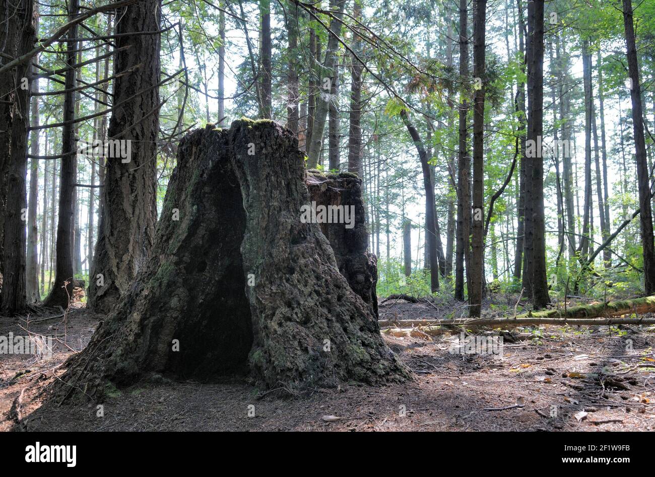 Logged tree hi-res stock photography and images - Alamy