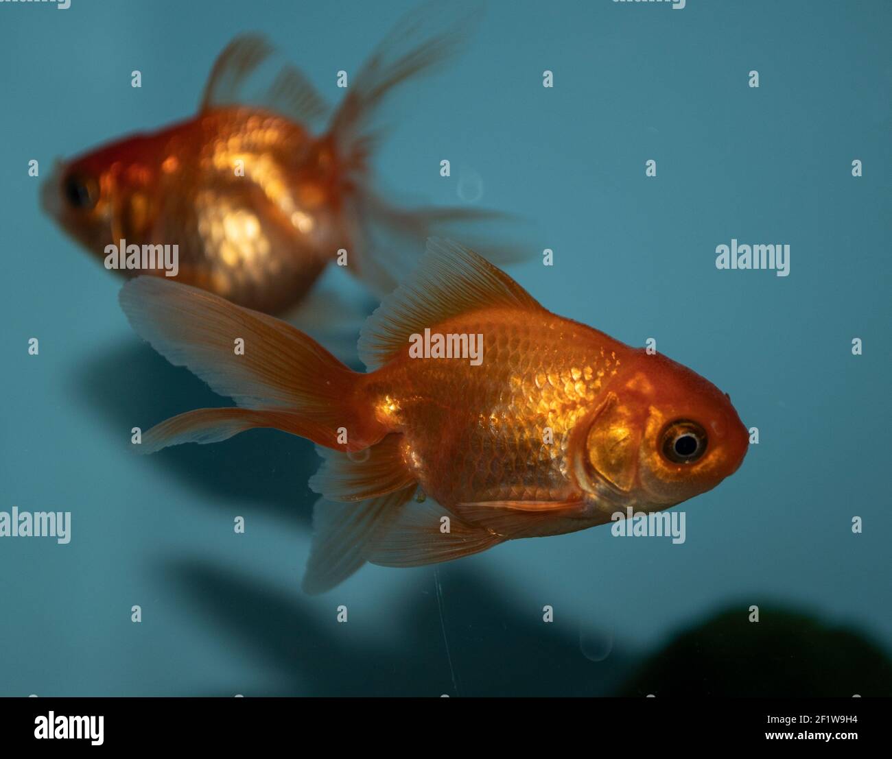 Goldfish (carassius auratus) in a freshwater aquarium Stock Photo - Alamy