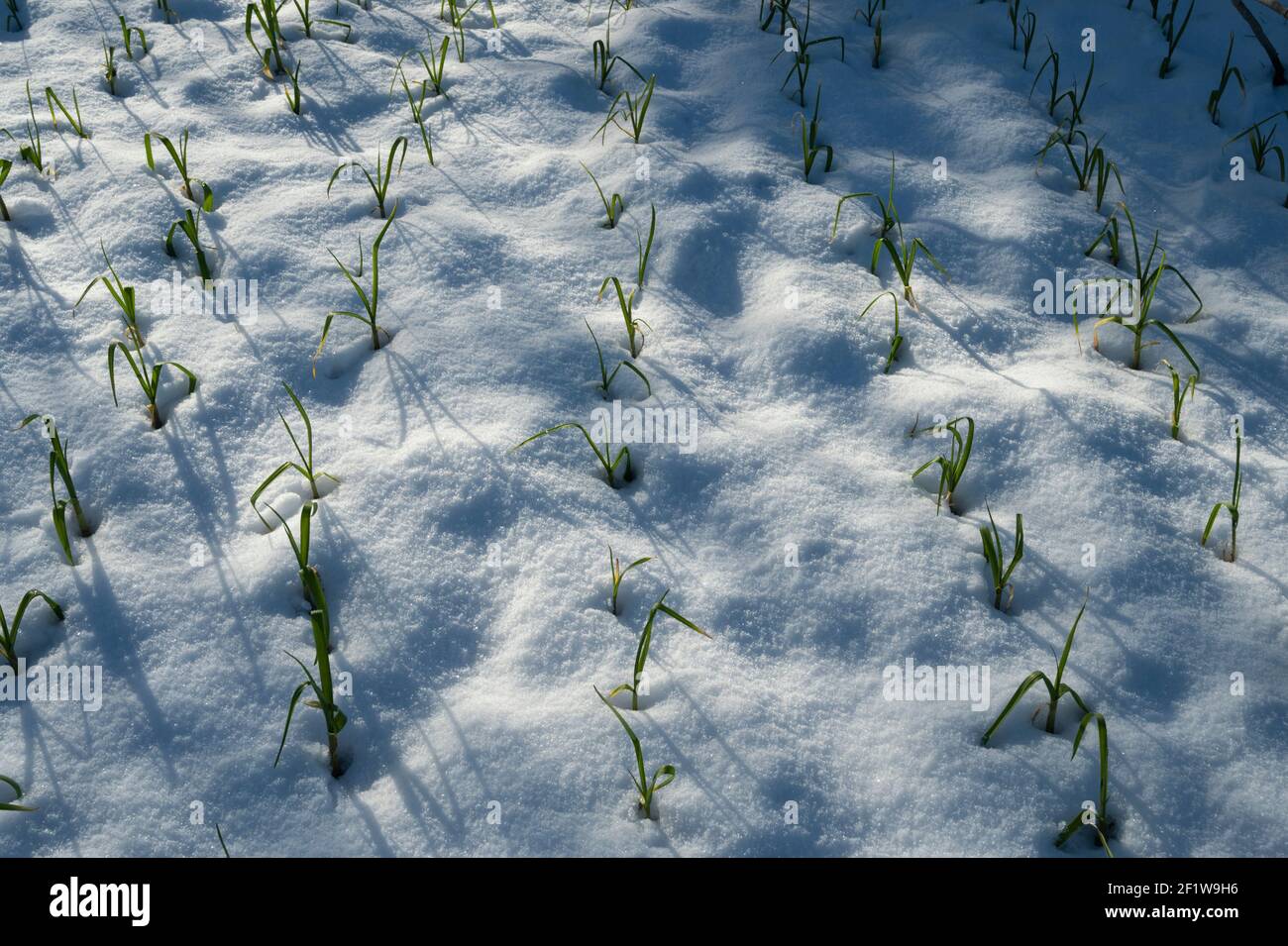 Spring onions rows hi-res stock photography and images - Alamy