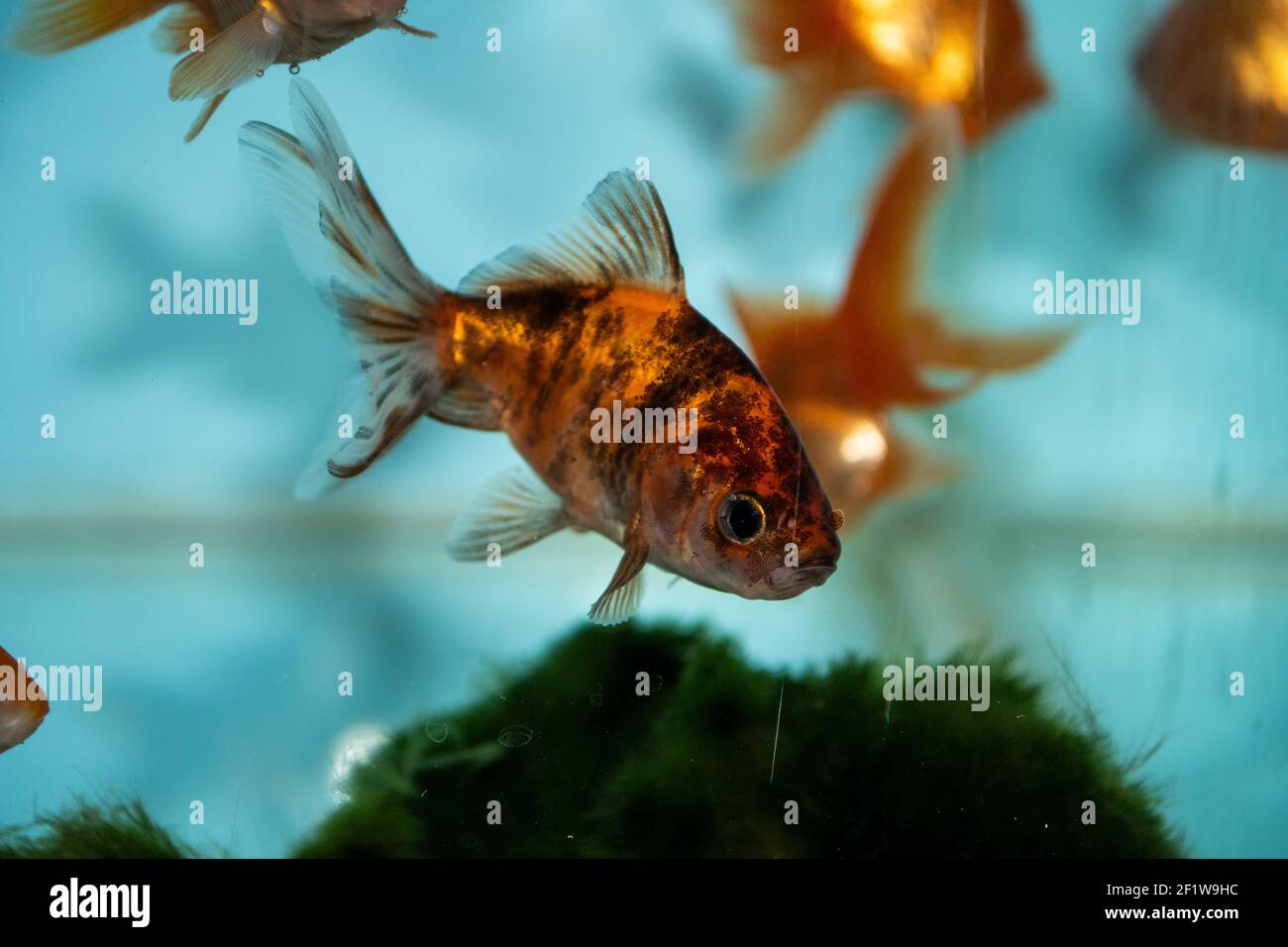 Goldfish (carassius auratus) in a freshwater aquarium Stock Photo - Alamy