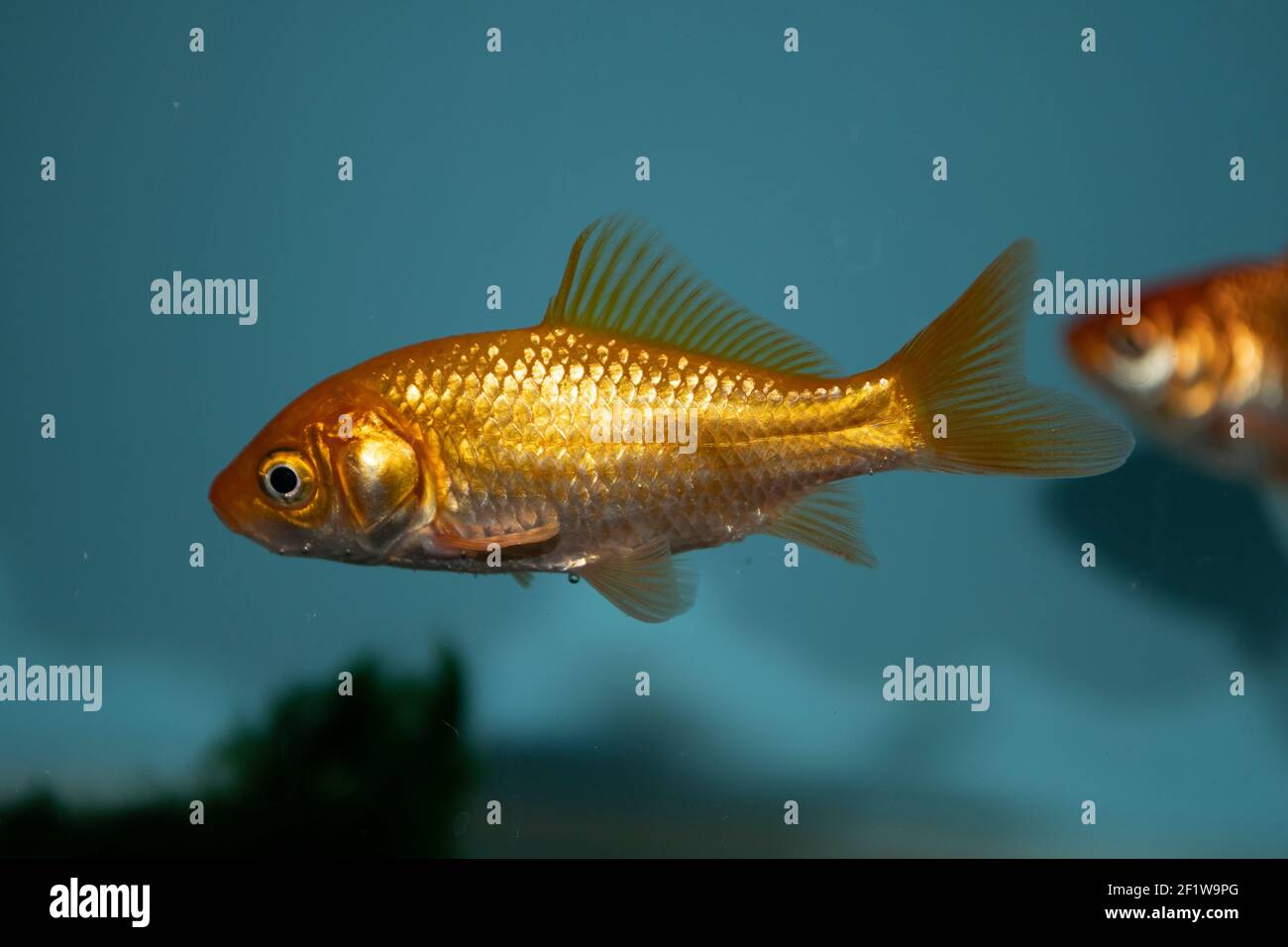 Goldfish (carassius auratus) in a freshwater aquarium Stock Photo - Alamy