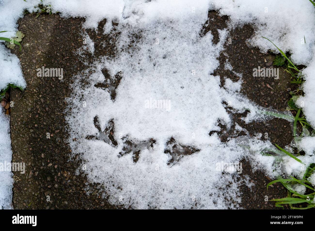 Bird footprints probably from a pigeon, going in a circle, in snow ...