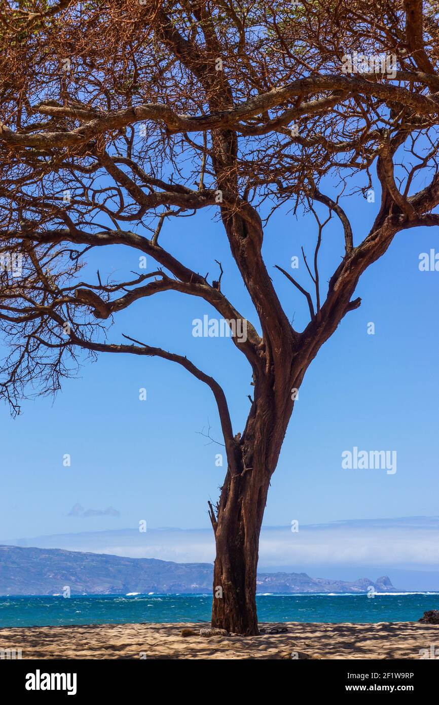 Tree on the beach, Baldwin Beach Park - Paia, Maui, Hawaii, USA Stock ...