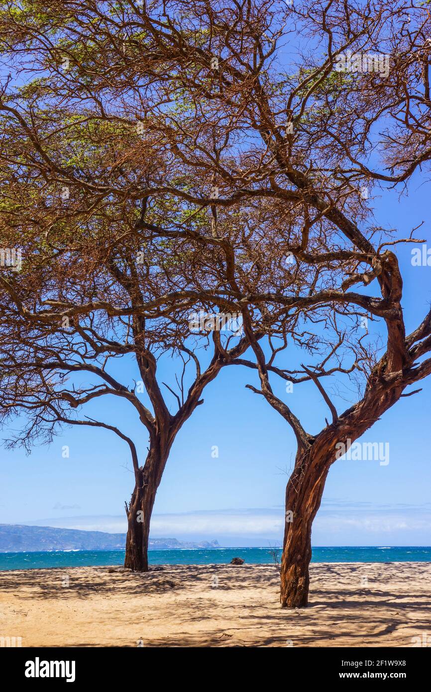 Tree on the beach, Baldwin Beach Park - Paia, Maui, Hawaii, USA Stock ...