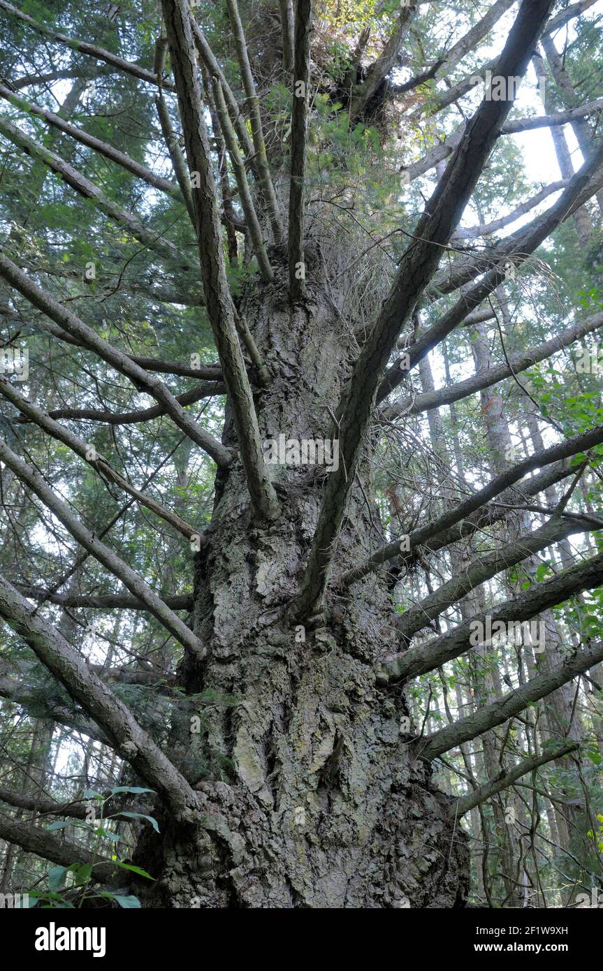 Old fir tree hi-res stock photography and images - Alamy