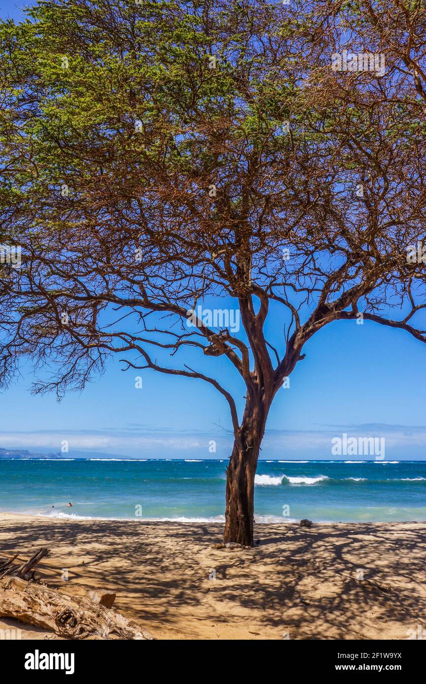 Tree on the beach, Baldwin Beach Park - Paia, Maui, Hawaii, USA Stock ...