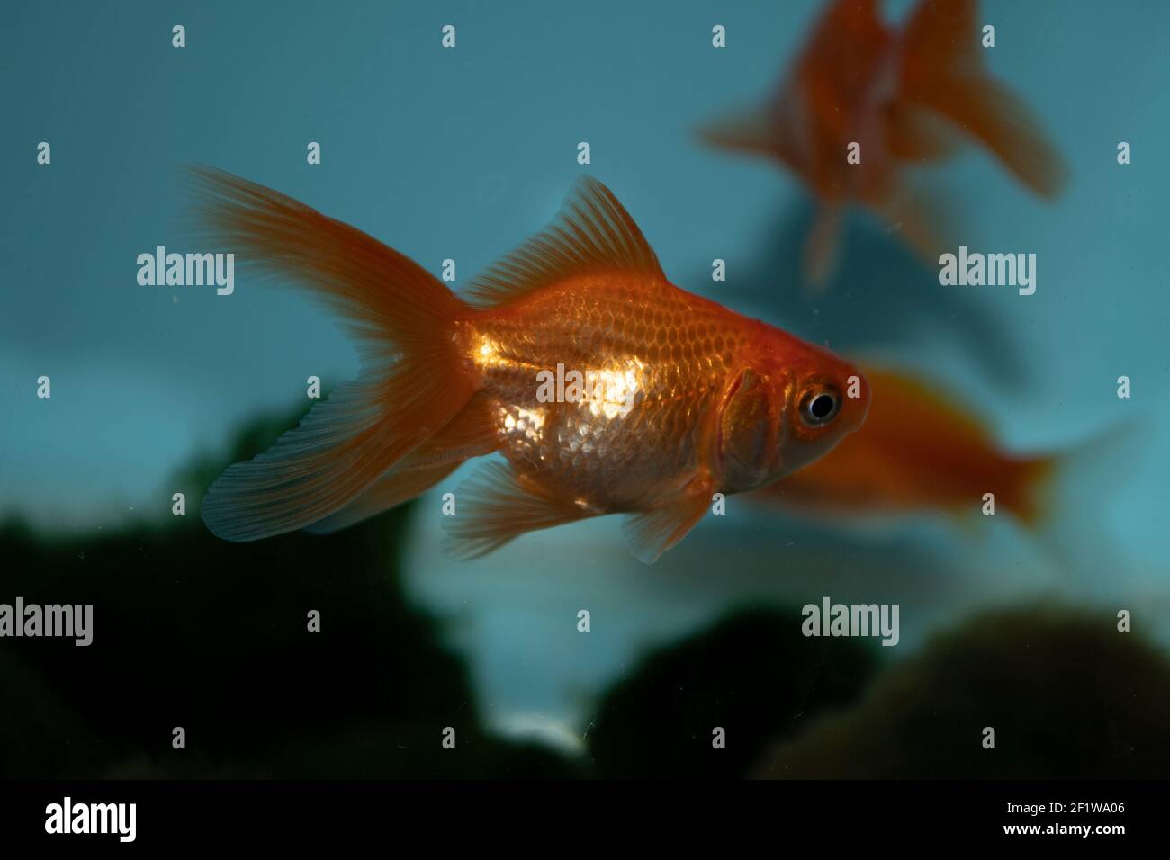 Goldfish (carassius auratus) in a freshwater aquarium Stock Photo - Alamy