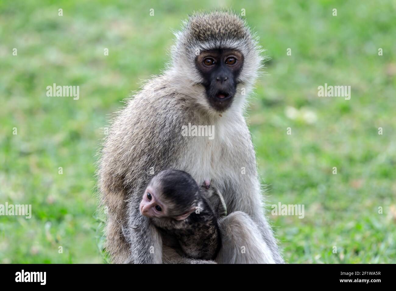 Savanna monkey hi-res stock photography and images - Alamy