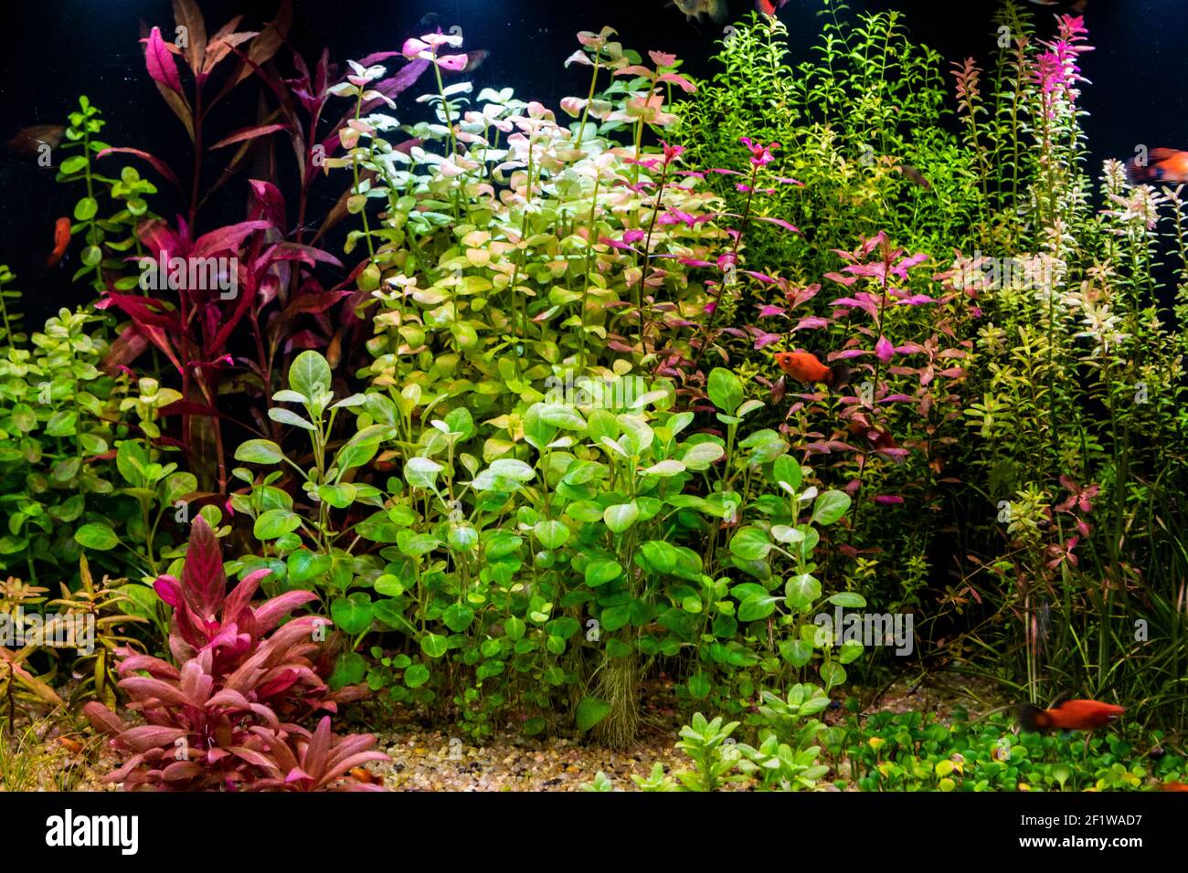 Fresh water aquarium plants hi-res stock photography and images - Alamy