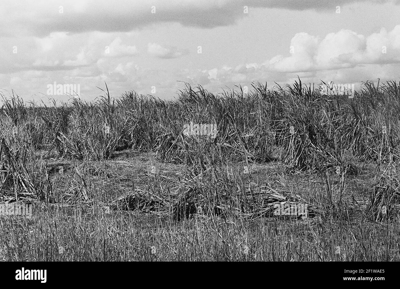 Damage to sugar cane after Hurricane Flora, central Cuba, Cuba, 1963 ...