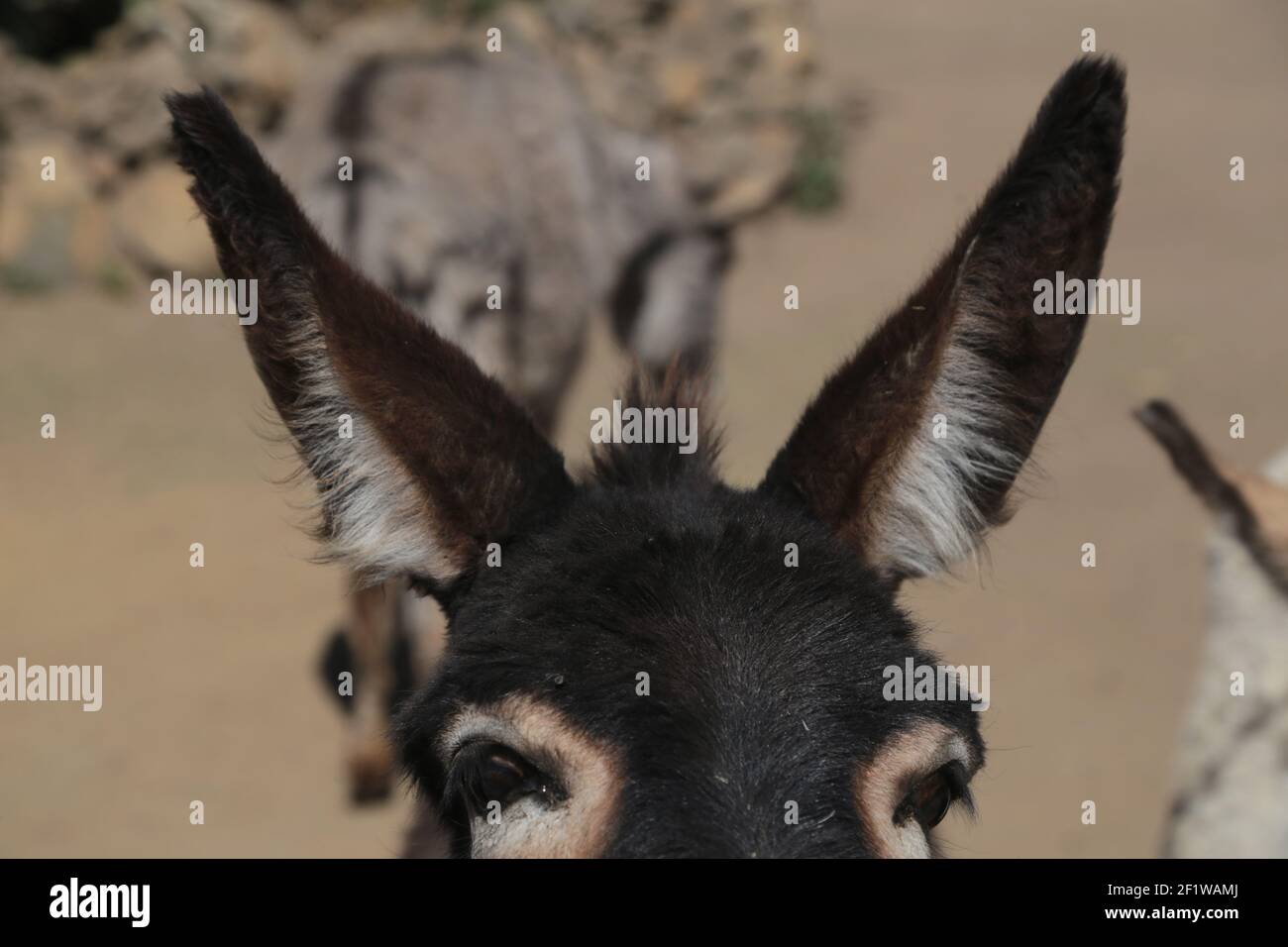 OTUMBA, MEXICO - MARCH 9: A donkey seen in the sanctuary of the Mexican ...