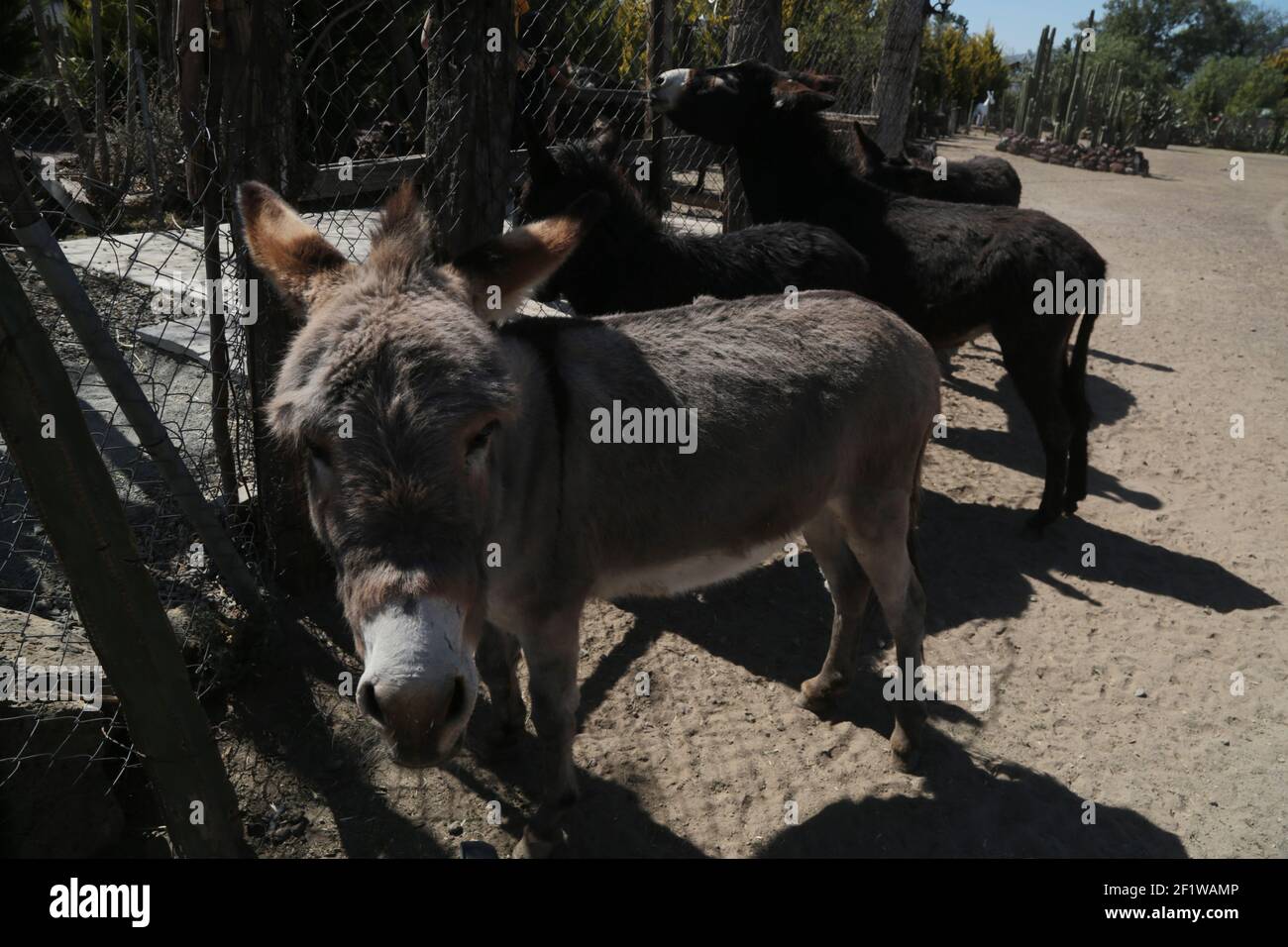 OTUMBA, MEXICO - MARCH 9: A donkey seen in the sanctuary of the Mexican ...