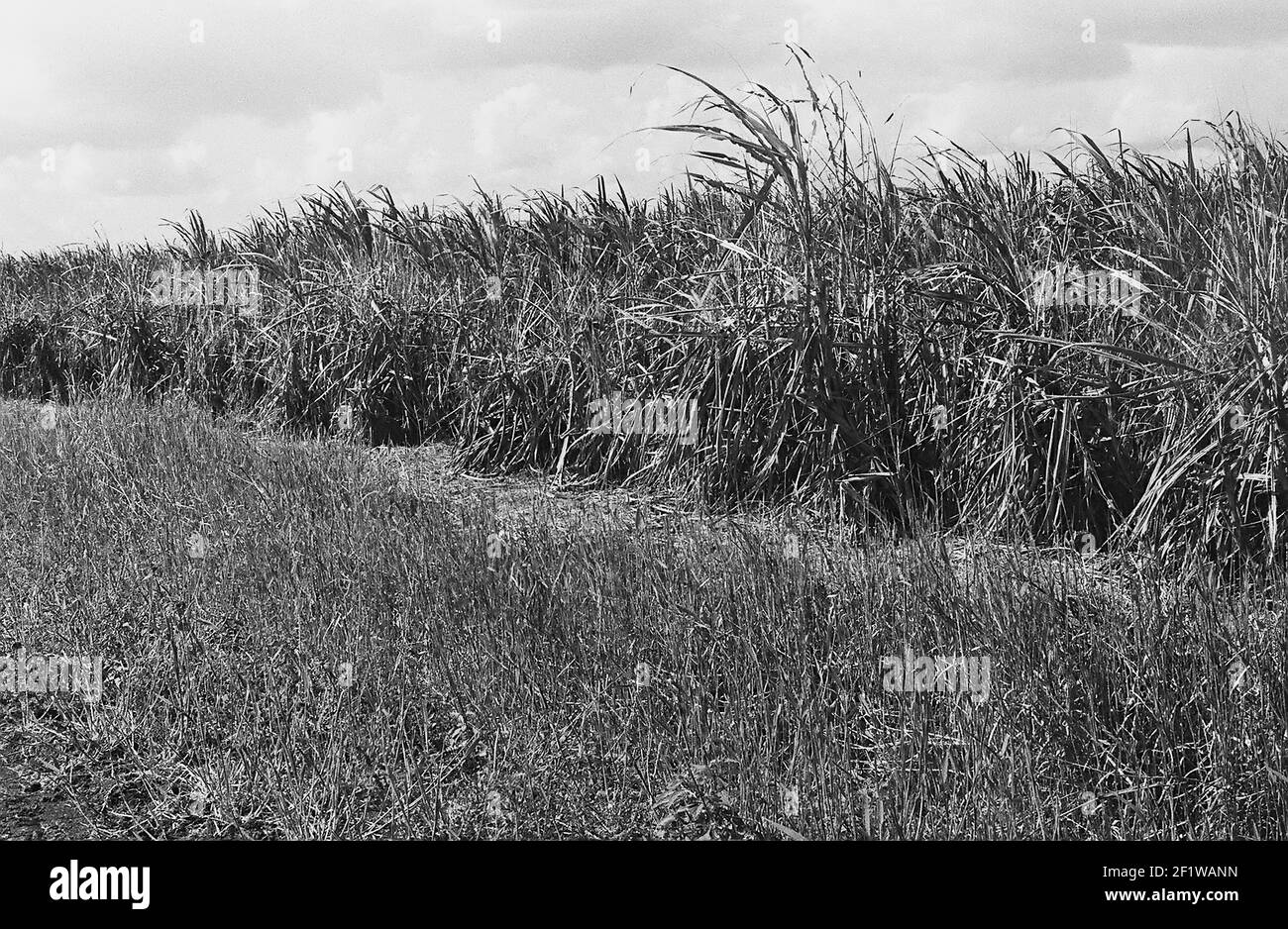 Damage to sugar cane after Hurricane Flora, central Cuba, Cuba, 1963 ...