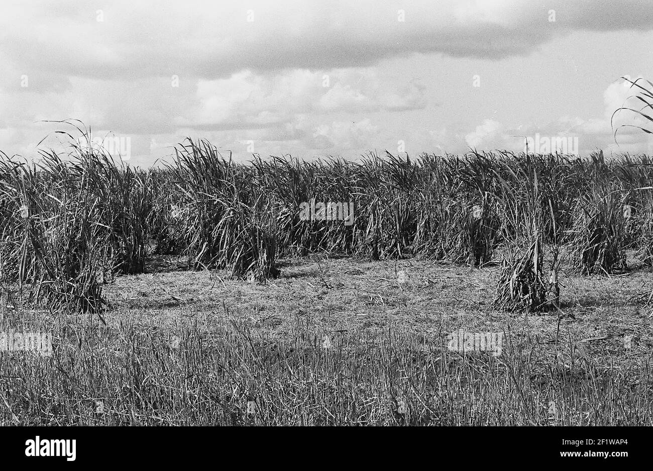 Damage to sugar cane after Hurricane Flora, central Cuba, Cuba, 1963 ...