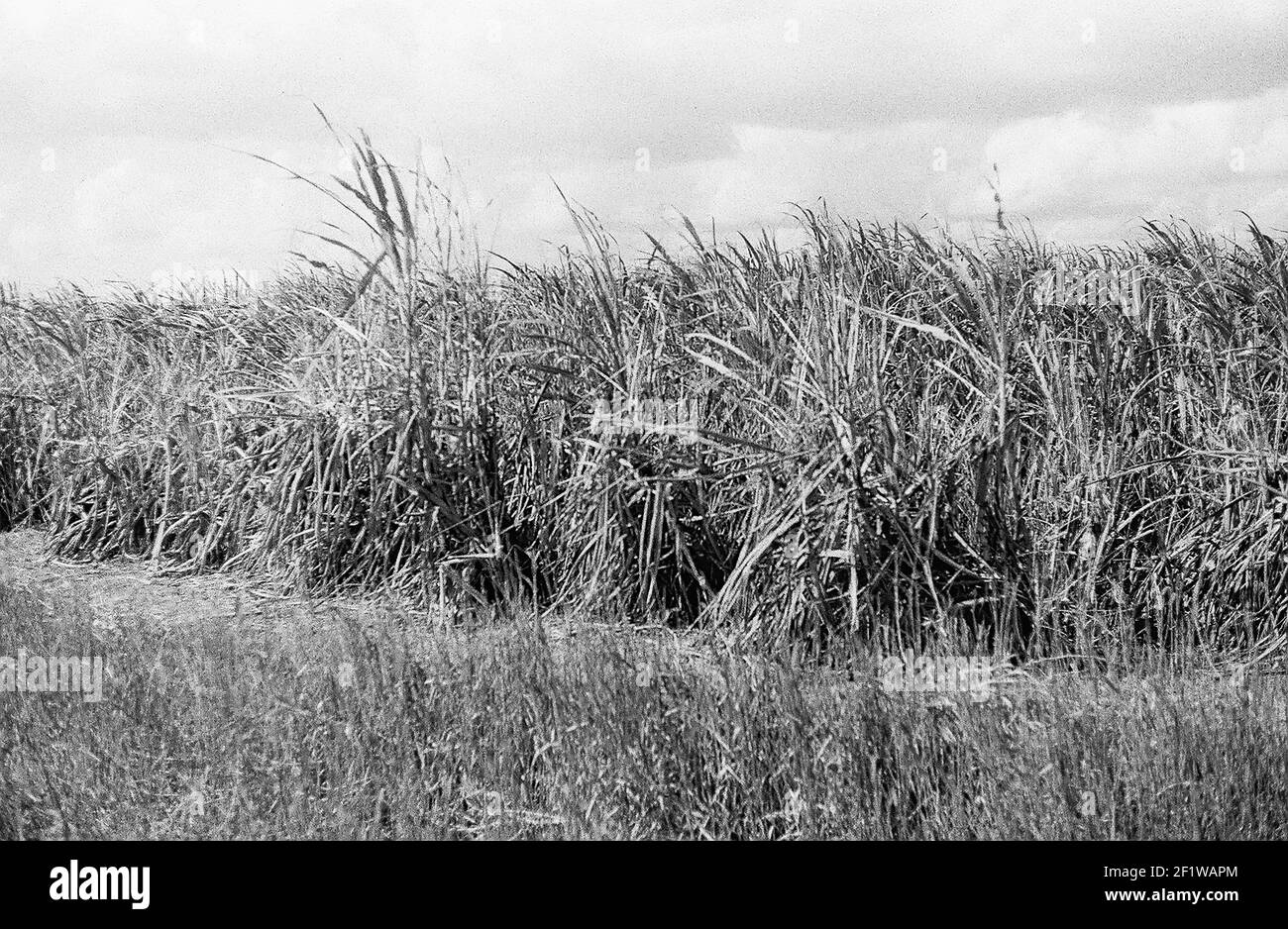 Damage to sugar cane after Hurricane Flora, central Cuba, Cuba, 1963 ...