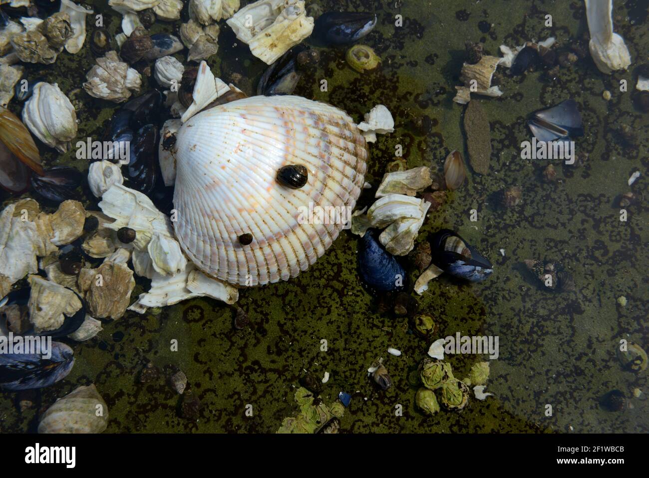 Clam shell hi-res stock photography and images - Alamy
