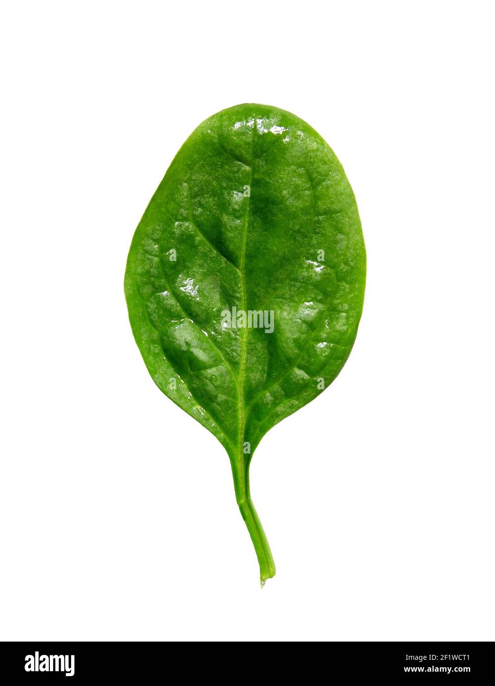 Fresh and dewy single spinach leaf on a white background Stock Photo ...