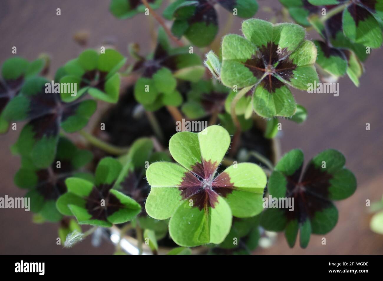 Four leafed flower hi-res stock photography and images - Alamy