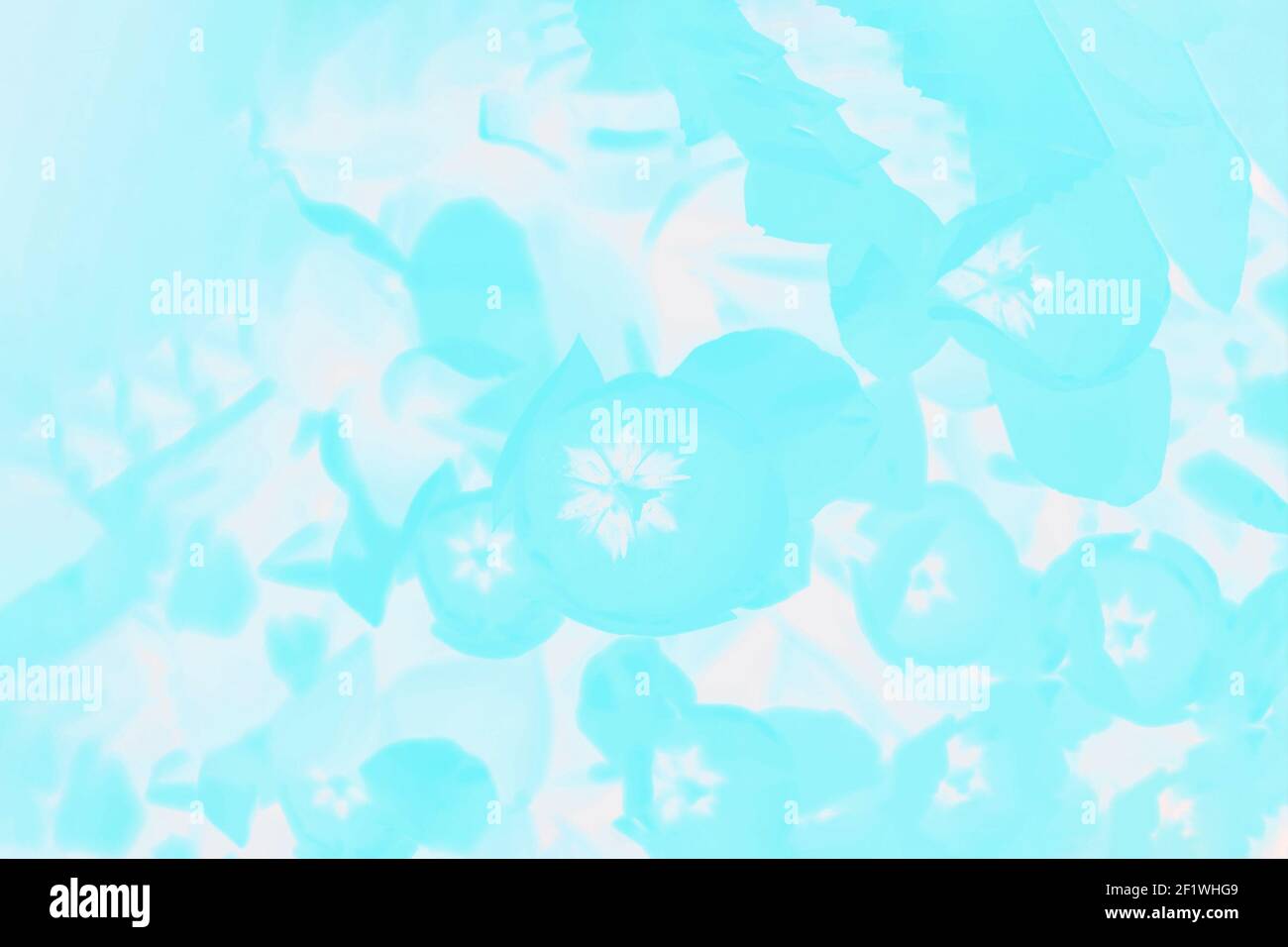 Aqua blue color background with delicate floral tulip pattern Stock ...