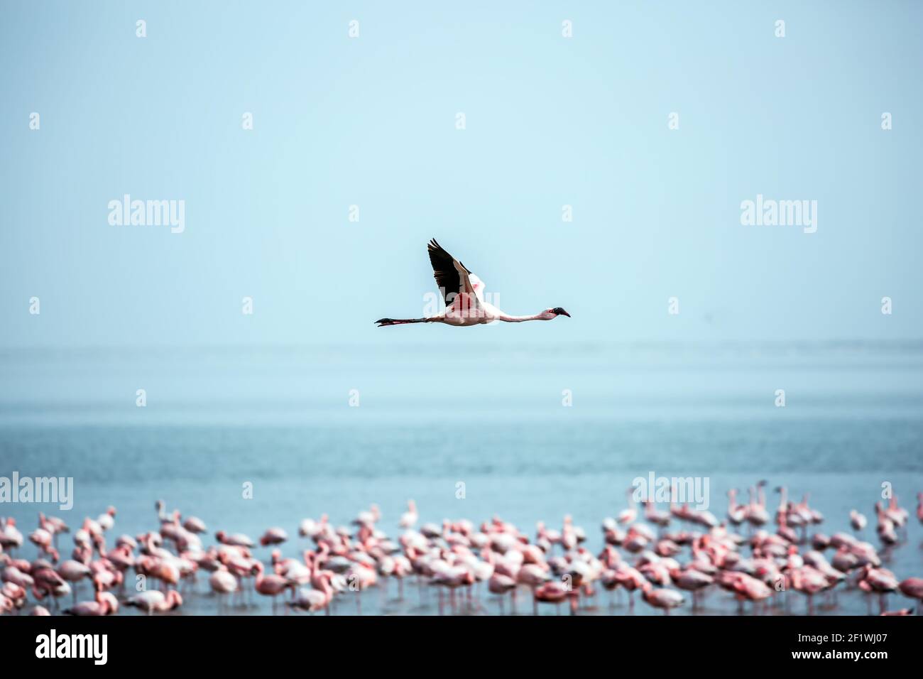Beautiful bird flies over the water Stock Photo - Alamy