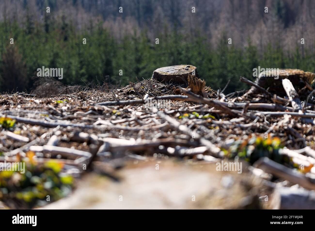 a felled forest part due to bark beetle Stock Photo - Alamy