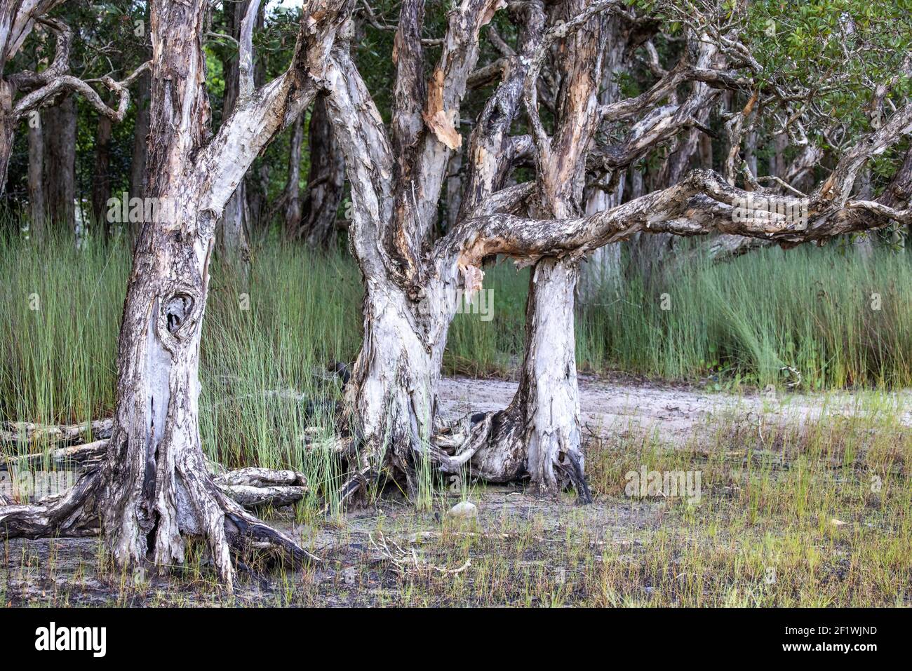 Paper Bark Tree and tree roots Stock Photo - Alamy