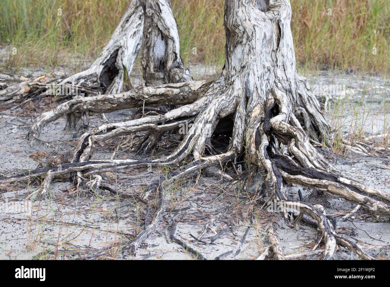 Paper bark tree hi-res stock photography and images - Alamy