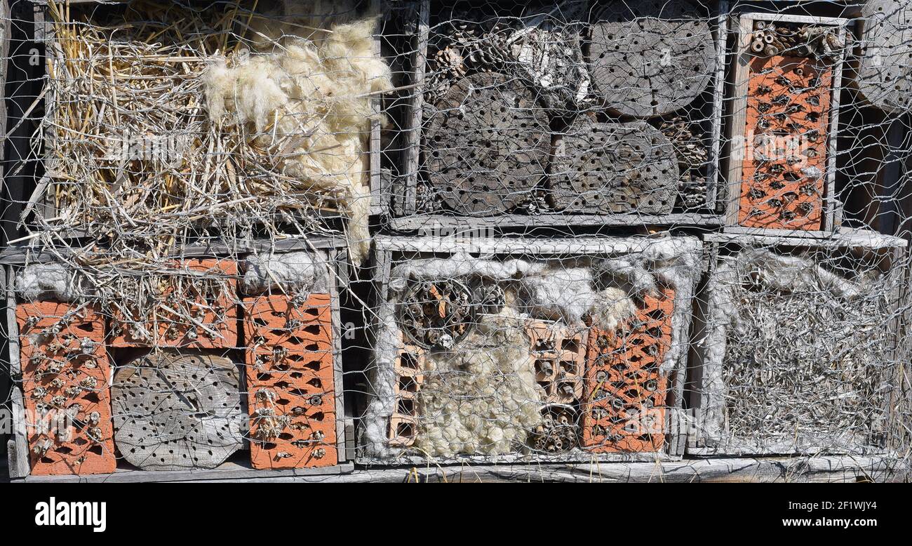 Endangered insects hi-res stock photography and images - Alamy