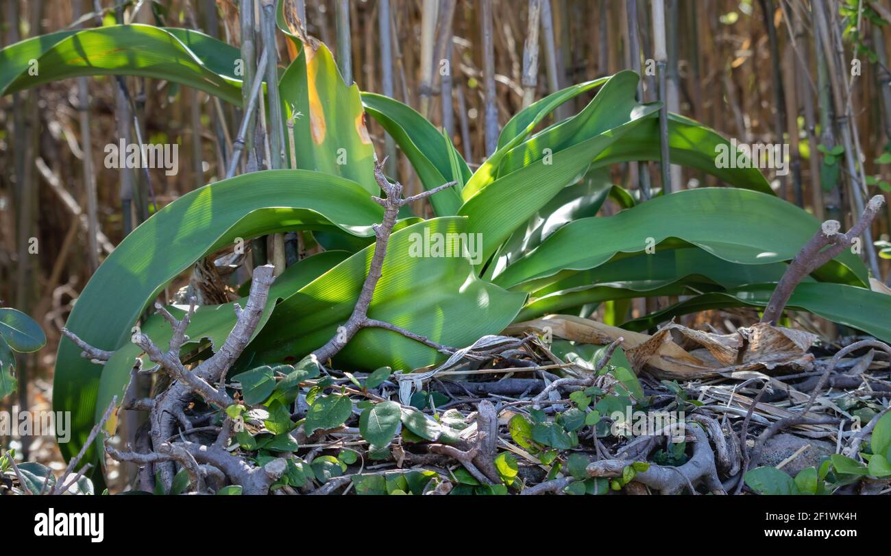 A plant grows in the shadow of thin bamboo trees, with some sparse ...